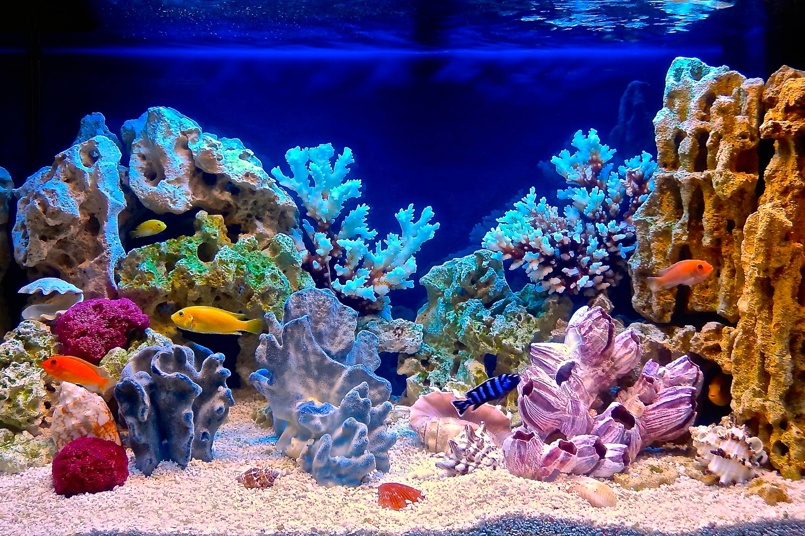 Aquarium: 5 praktische Gadgets | OTTO